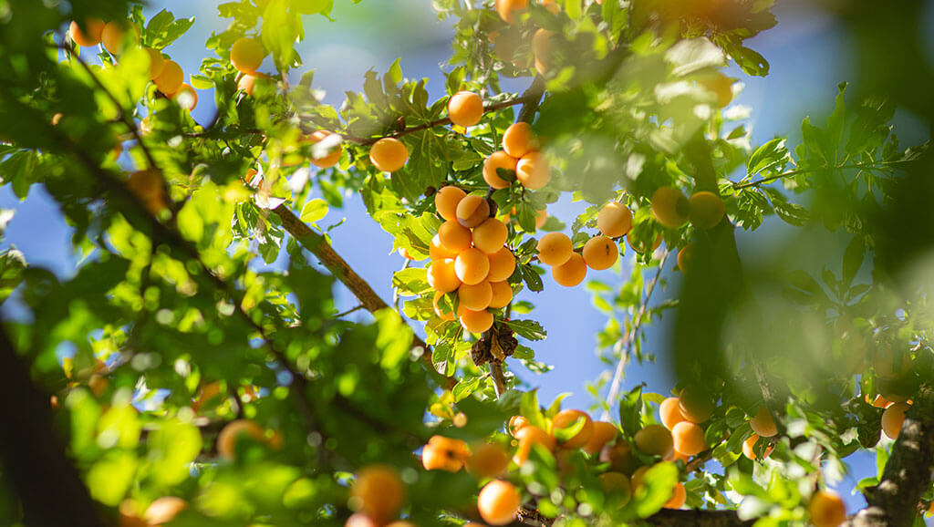 Fruit of the Spirit: Self-Control Looks like Christlikeness